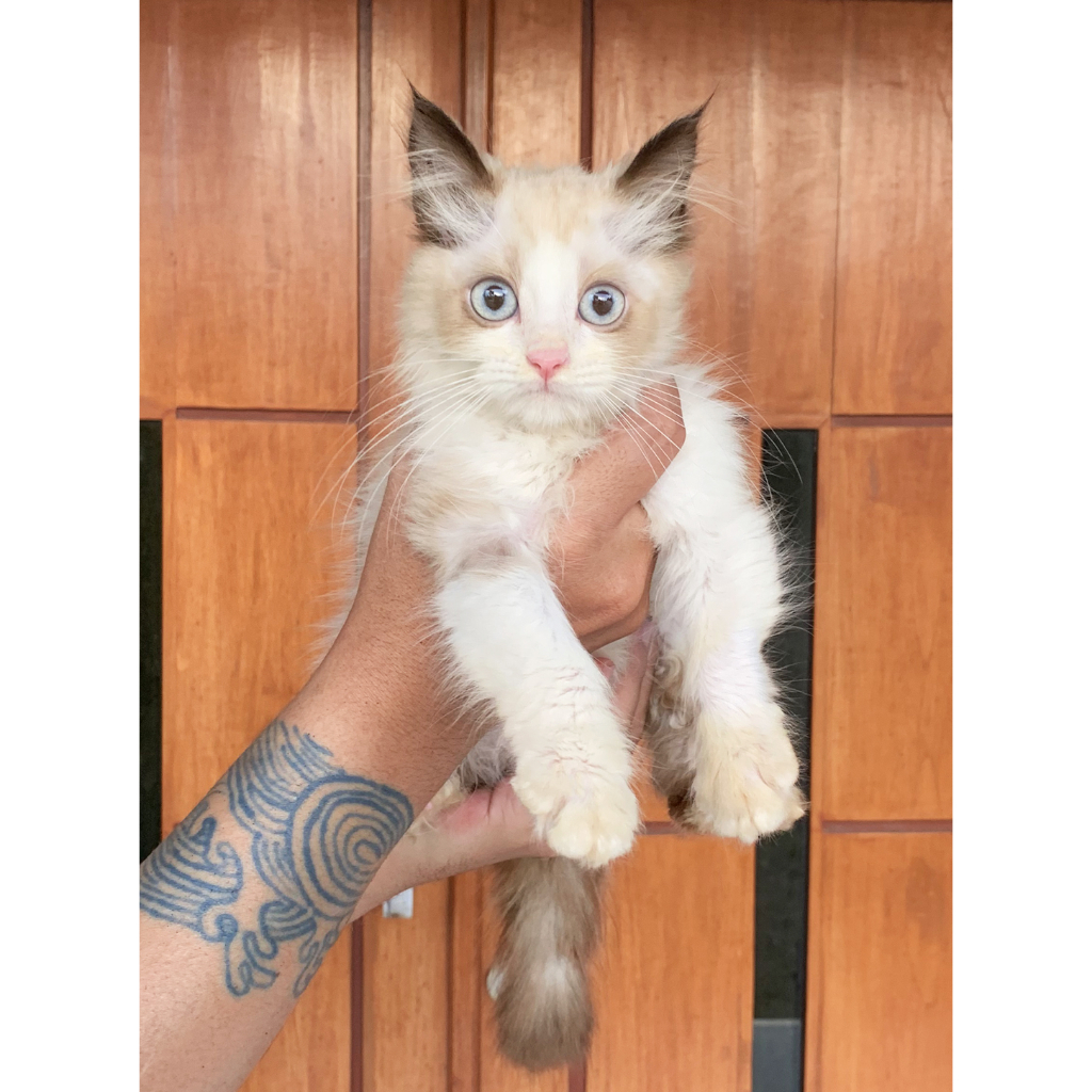Jual Kucing Ragdoll & Himalaya | Jantan & Betina | Shopee Indonesia