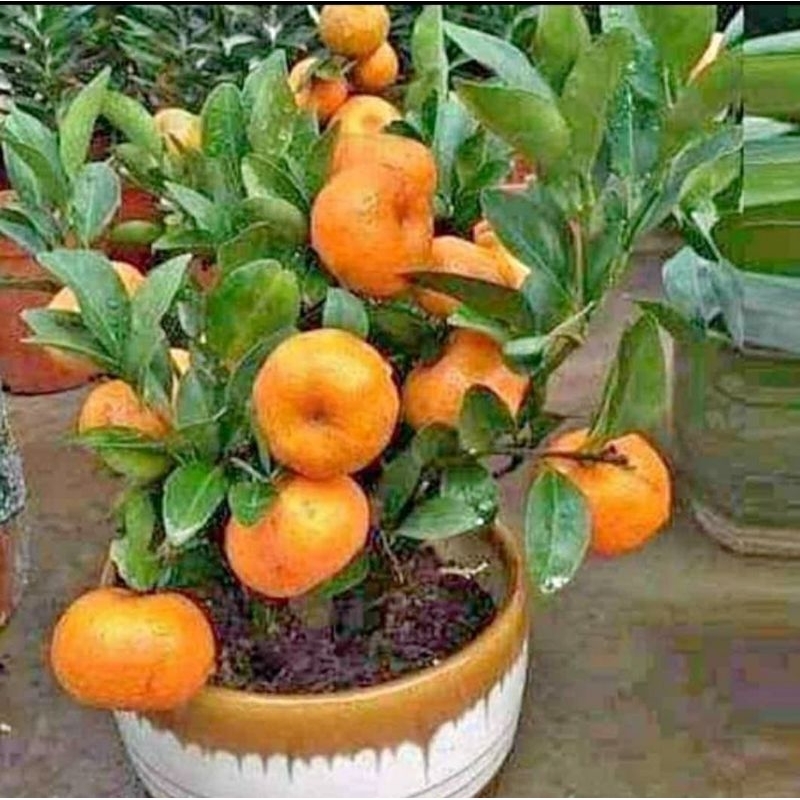 Jual Beli 4 gratis 1 BIBIT JERUK SANTANG MADU CEPAT BERBUAH di dalam pot] | Shopee Indonesia