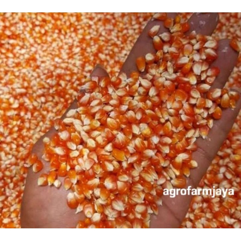 Jual Jagung kristal Super 10 kg Pakan Merpati ,Terkukur khusus Gosend ...