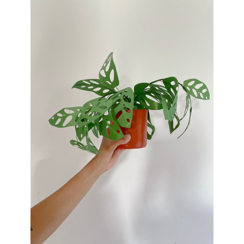 Jual Monstera Adansonii Paper Plant/Tanaman Kertas Janda Bolong ...