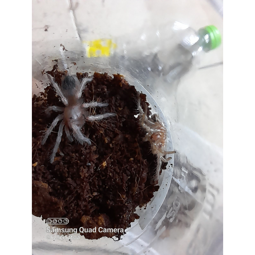 Jual display tarantula auratum berjalan | Shopee Indonesia