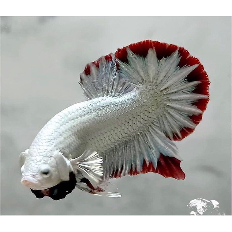 Jual cupang red dragon snow (RDS) kualitas paling bagus, putih bersih ...