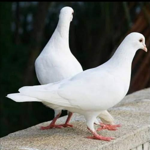 Jual BURUNG MERPATI DARA BLANTONG PLONTANG BLOROK PUTIH BALAP TINGGIAN ...