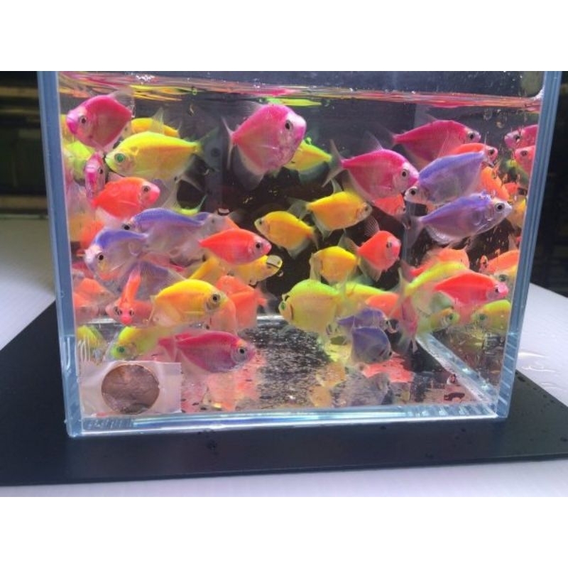 Jual ikan warna warni tetra paket 10 ekor / ikan aquascape / ikan hias ... Jual ikan warna warni tetra paket 10 ekor / ikan aquascape / ikan hias ...