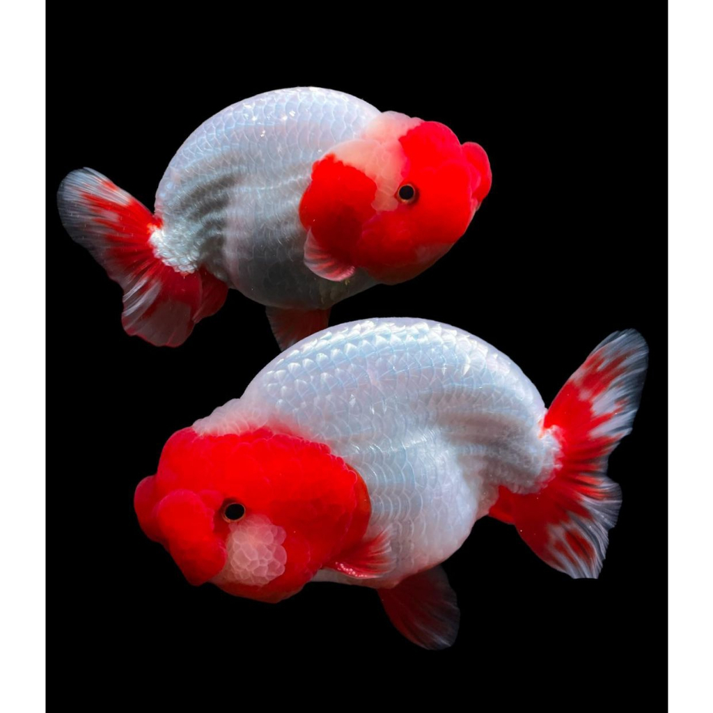 Jual ikan hias mas koki ranchu red white 6 - 8 cm | Shopee Indonesia