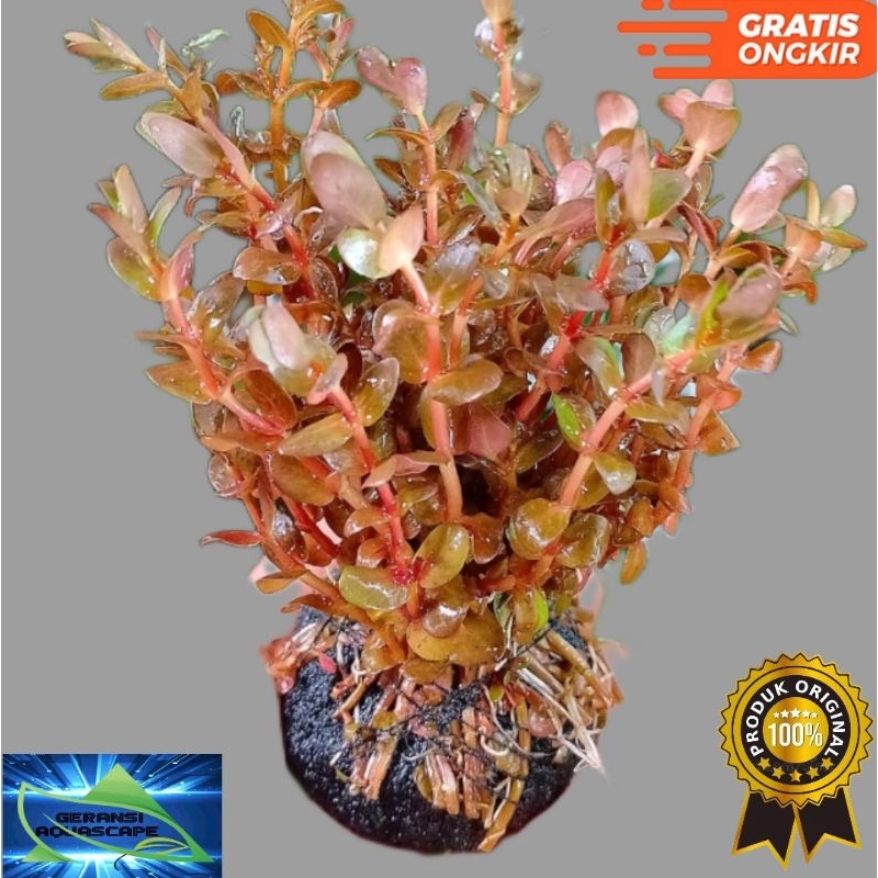 Jual rotala macandra butterfly tanaman aquascape sudah di lengkapi ...