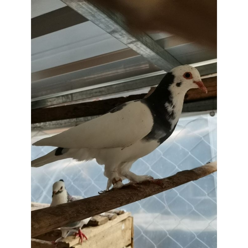 Jual Burung Merpati Dara Tinggian Kolongan Blantong Jembros Giring ...