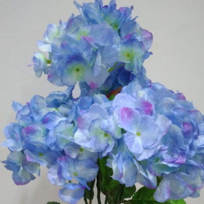 Jual HORTENSIA HYDRANGEA PER PCS (KUNTUM SAJA) | Shopee Indonesia