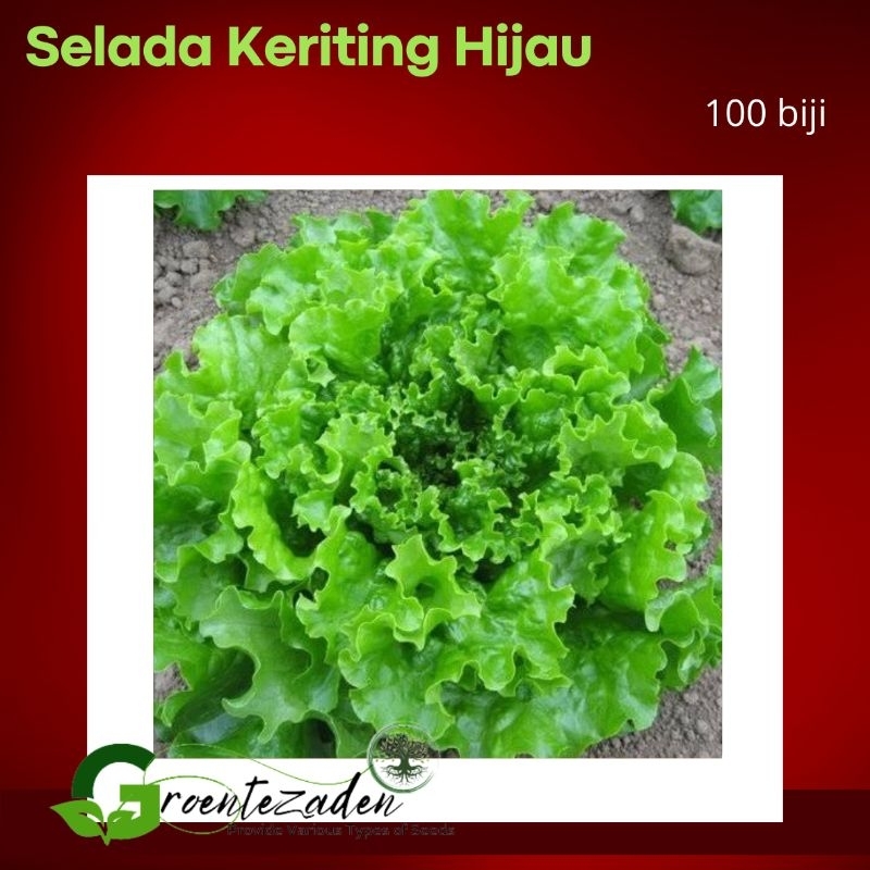 Jual 100 Benih bibit biji Selada Kriting Grand Rapids cap panah merah ...
