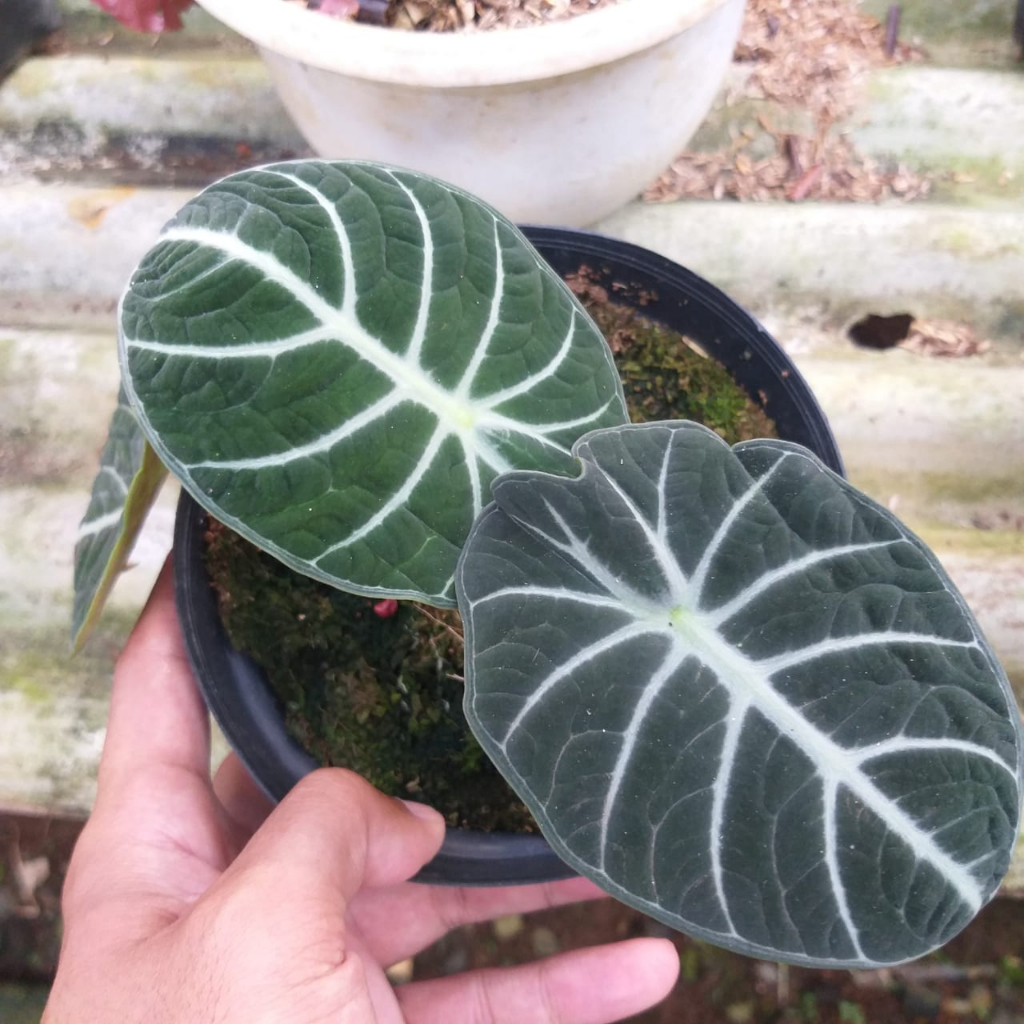 Jual Tanaman Hias Alocasia Black Velvet Ninja Daun Bulat Murah | Shopee ...