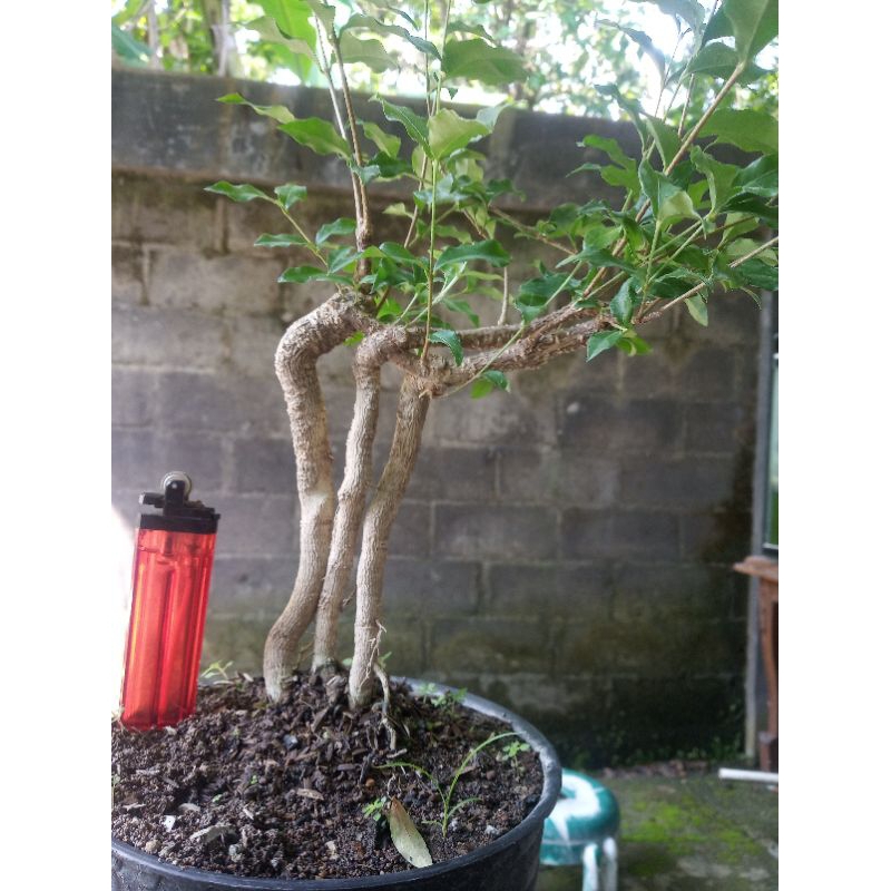 Jual bahan bonsai sakura mikro untuk niagari prospek sesuai foto ... Jual bahan bonsai sakura mikro untuk niagari prospek sesuai foto ...