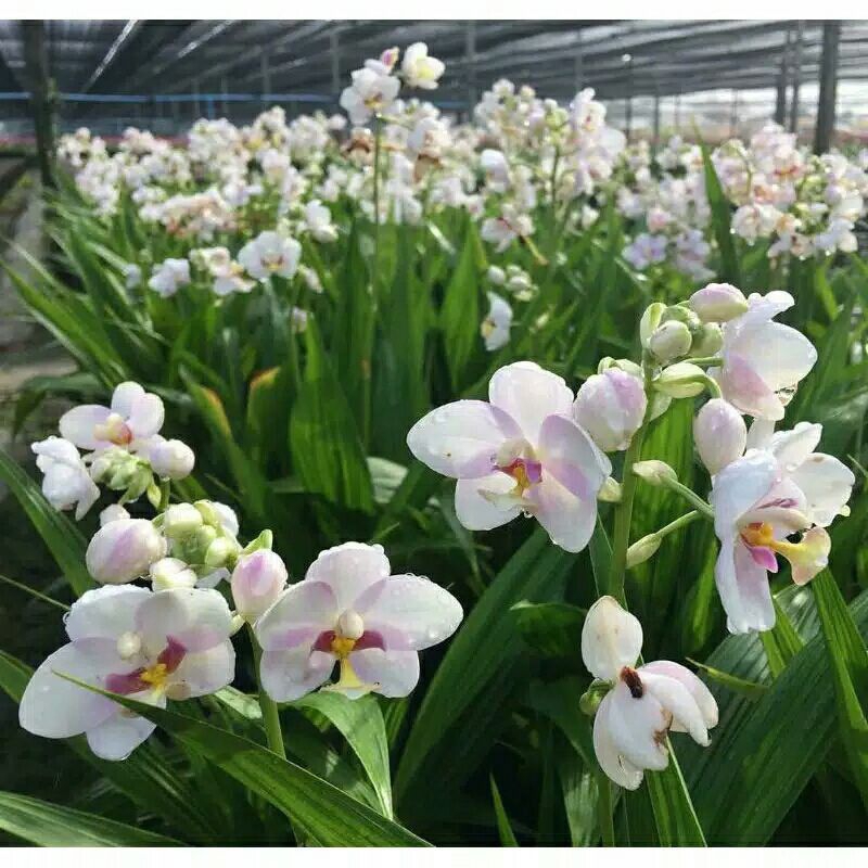 Jual Tanaman Hias Hidup Anggrek Tanah Bunga putih | Shopee Indonesia
