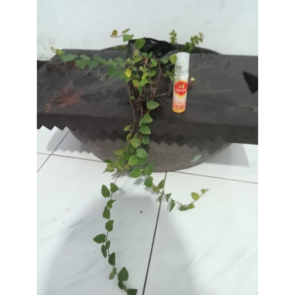 Jual Dolar rambat daun kecil, tanaman penutup tembok dinding/ficus ...