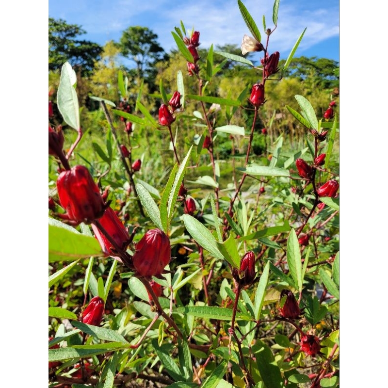 Jual 25 Biji Benih Rosella | Shopee Indonesia