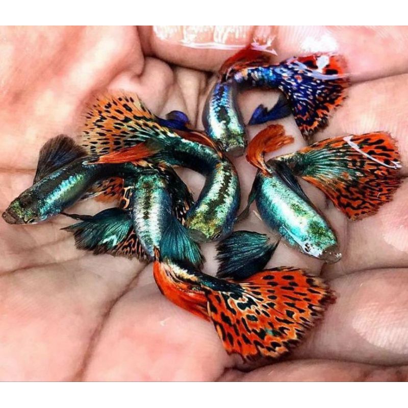 Jual ikan hias guppy PRMBE(platinum red mozaic big ear) sepasang jantan betina trio siap breding ...