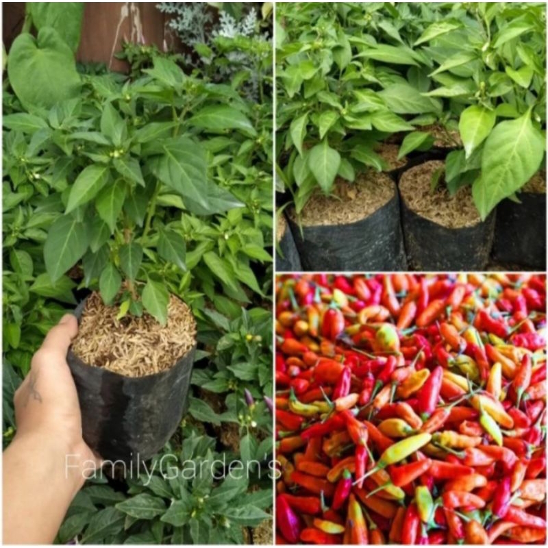 Jual tanaman cabe rawit/tanaman cabai rawit | Shopee Indonesia