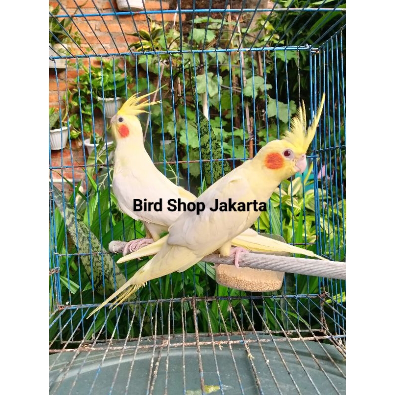 Jual Sepasang Falk/Parkit Australia lutino Siapan Ternak | Shopee Indonesia
