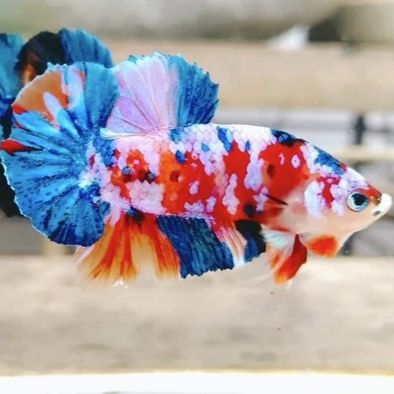 Jual MULTI CUPANG MULTICOLOR FULL WARNA | Shopee Indonesia