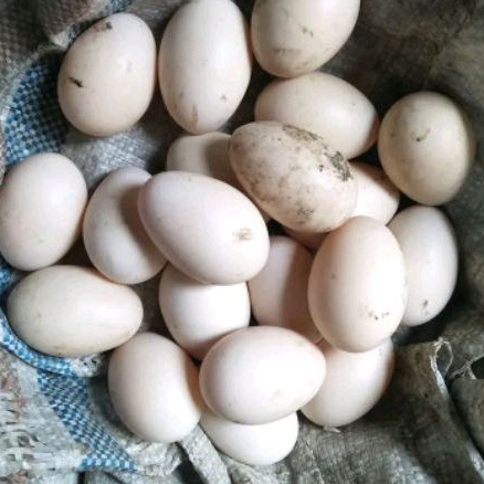 Jual Telur Entok (fertill) | Shopee Indonesia