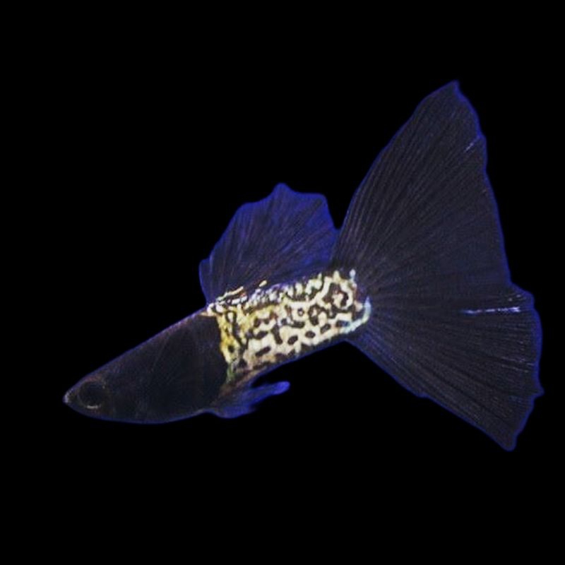 Jual Guppy Metal Snake Skin Black Tail | Shopee Indonesia