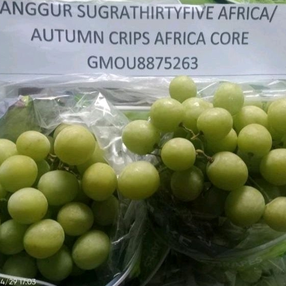 Jual Anggur Autumn Crips Africa Core Seedless Per Kg | Shopee Indonesia