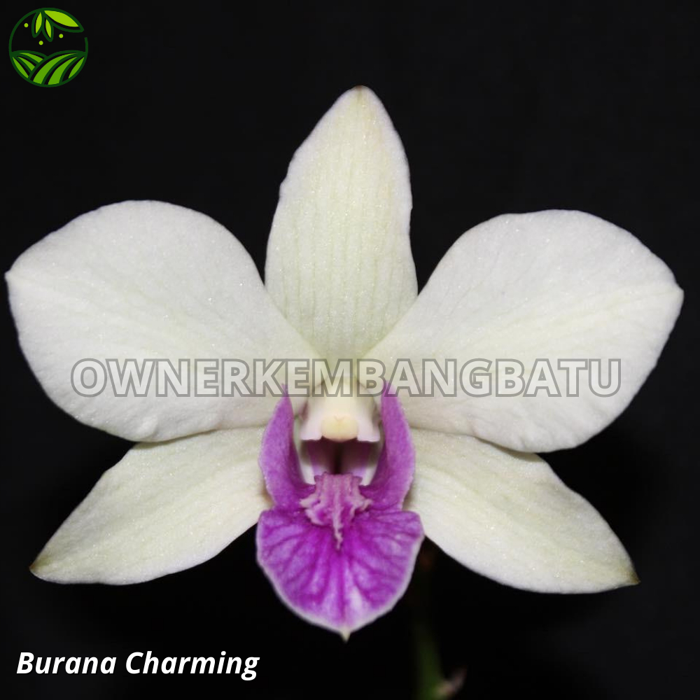 Jual DENDROBIUM BULAT HYBRID REMAJA RASA DEWASA | Shopee Indonesia