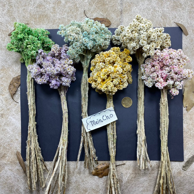 Jual (7-12 tangkai) Bunga Kering Edelweiss Edelwis Edelweis Dried ...