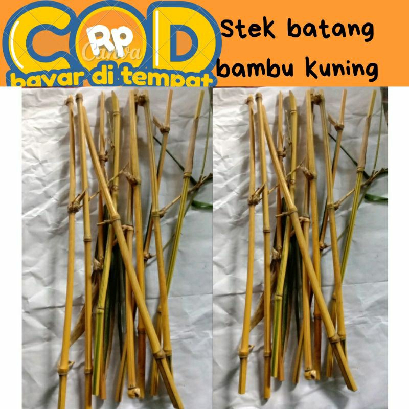 Jual Stek batang bambu kuning perbatang | Shopee Indonesia