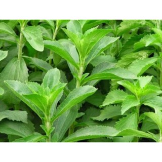 Jual Stevia Sugar Powder Gula Stevia Bubuk Halus Kemasan 250 gram ...