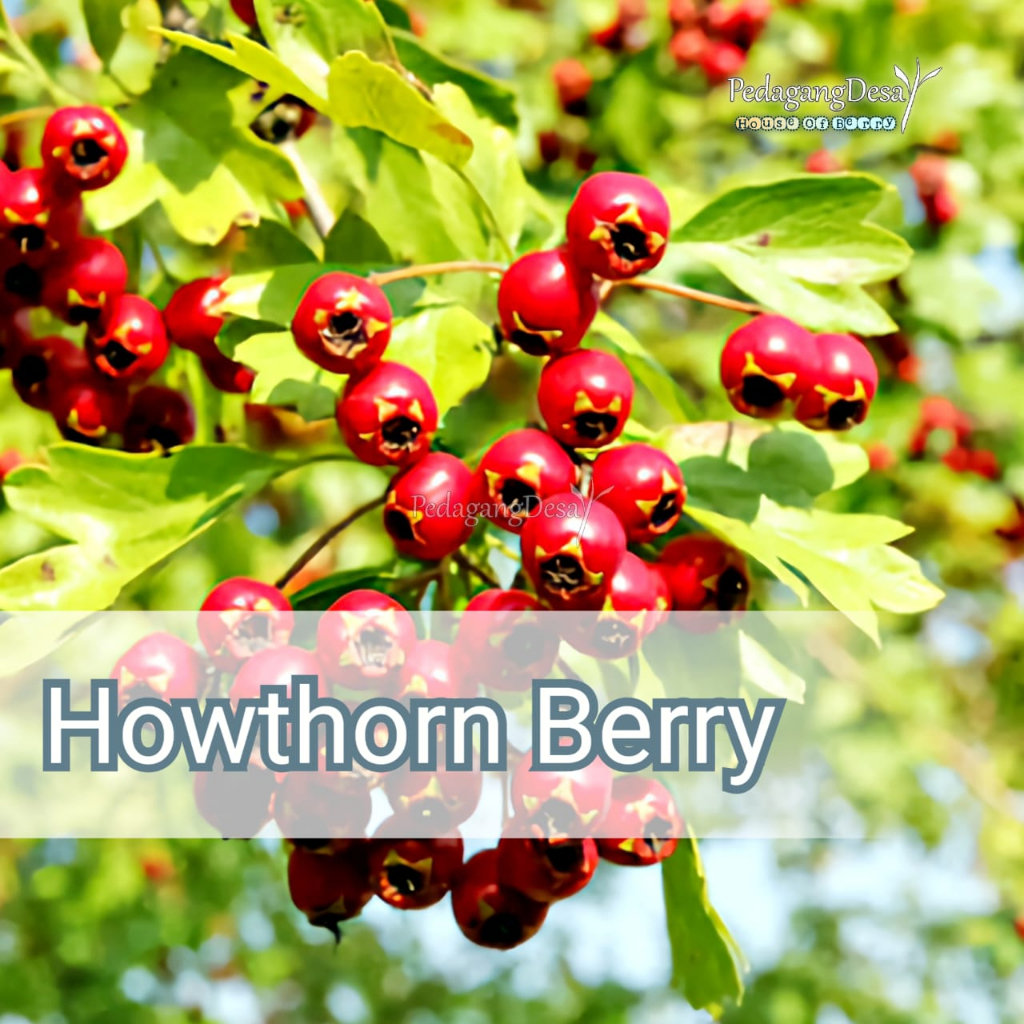 Jual Howthorn Berry IMPORT LANGKA | Benih Biji Buah Tanaman Pohon ...