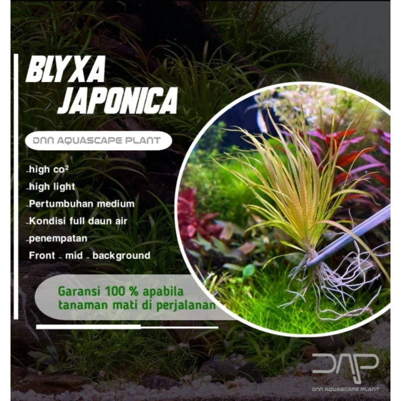 Jual tanaman aquascape blyxa japonica | Shopee Indonesia