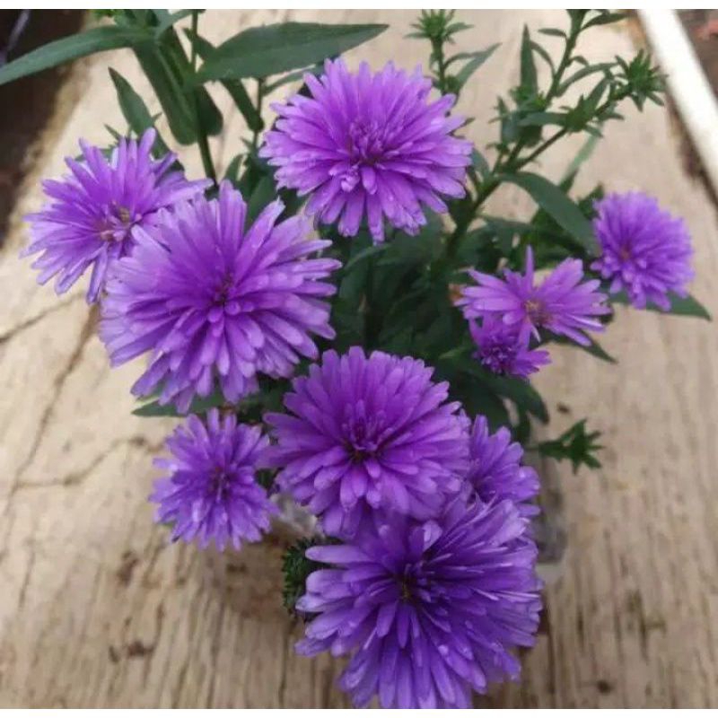 Jual tanaman aster pikok bunga ungu atau mahrid bunga ungu | Shopee ...