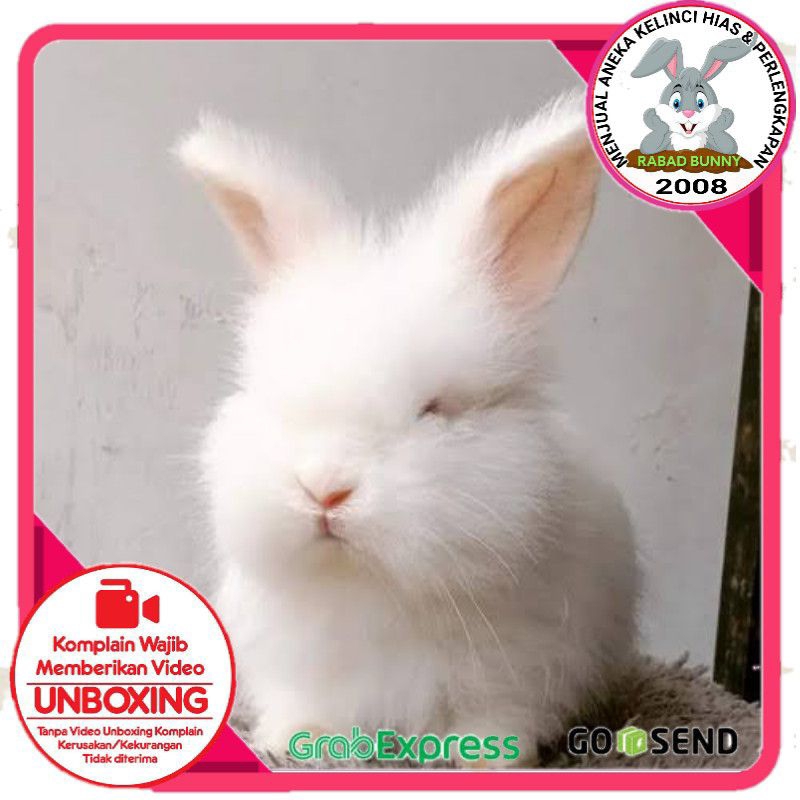 Jual Kelinci Hias Anggora english Indukan | Shopee Indonesia Jual Kelinci Hias Anggora english Indukan | Shopee Indonesia