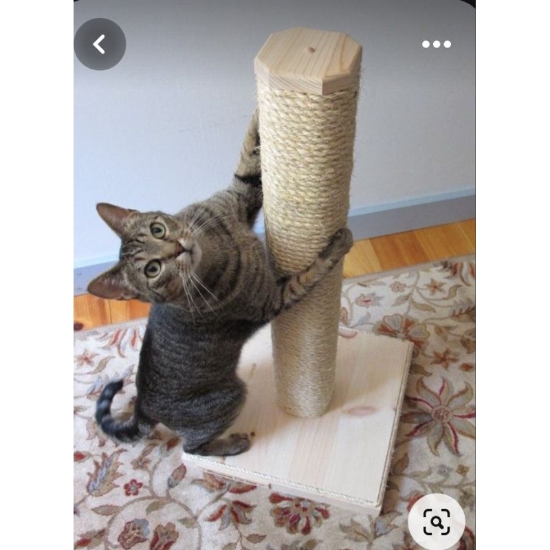 Jual garukan kucing satu garukan hewan | Shopee Indonesia