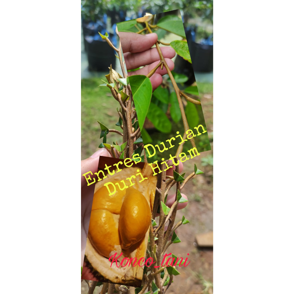 Jual 3PCS ENTRES PUCUKAN DURIAN OCHEE ATAU DURI HITAM MATA TUNAS UNGGUL ...