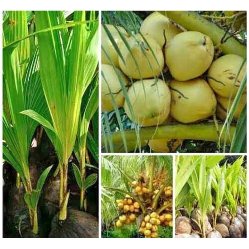 Jual bibit buah kelapa gading kuning super unggul | Shopee Indonesia