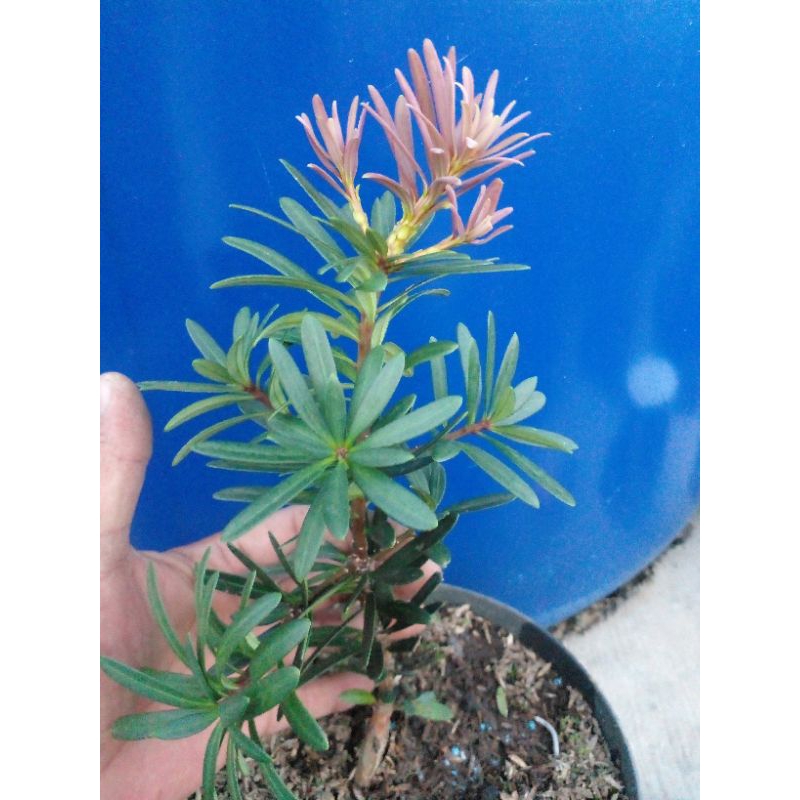 Jual bibitan lohansung ori pucuk pink 20cm | Shopee Indonesia