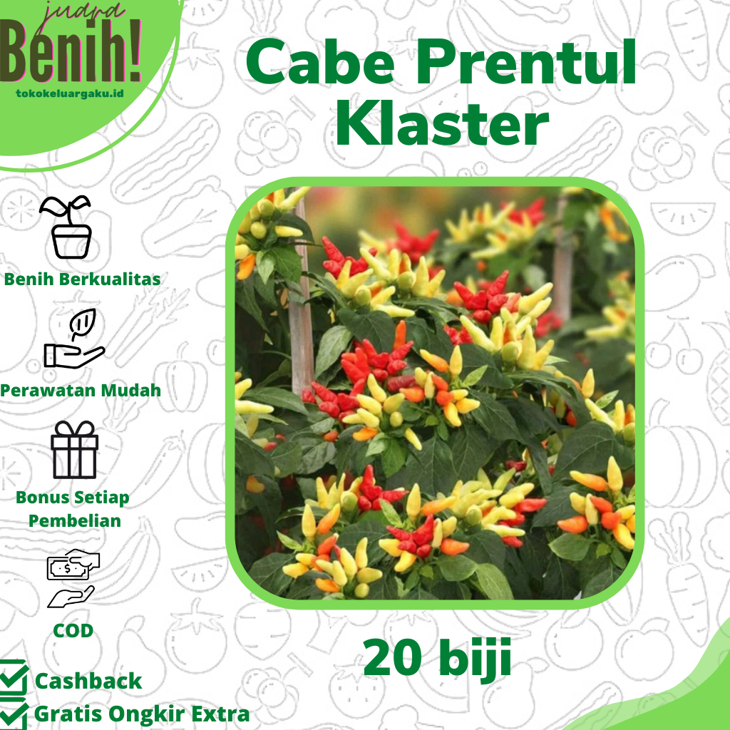 Jual 20 Benih Bibit Cabe Rawit Prentul Klaster Benih Cabai Rawit Merah ...
