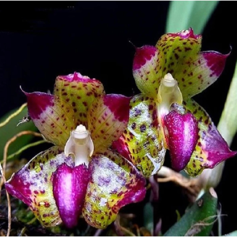 Jual Anggrek Bulbophyllum Signatum Sp | Bulbo Signatum | Bulbo Murah ...