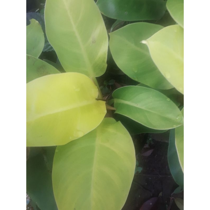 Jual tanaman hias philo lemon/philodendron moonlight lemon ( tidak ...