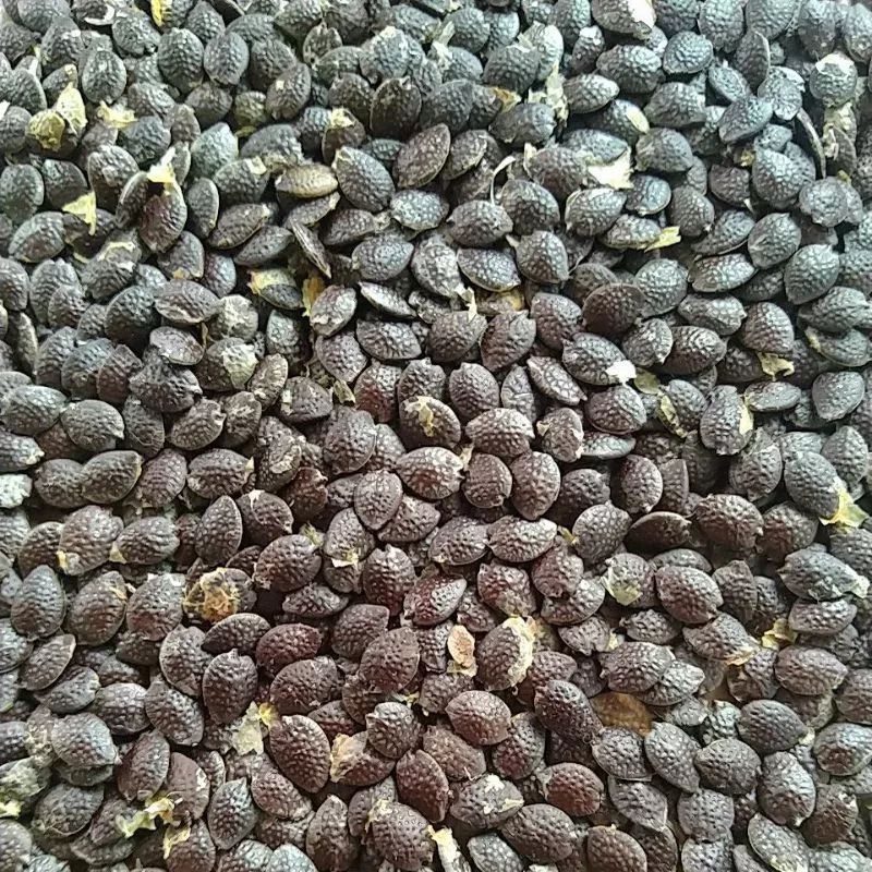 Jual Benih Markisa | Shopee Indonesia