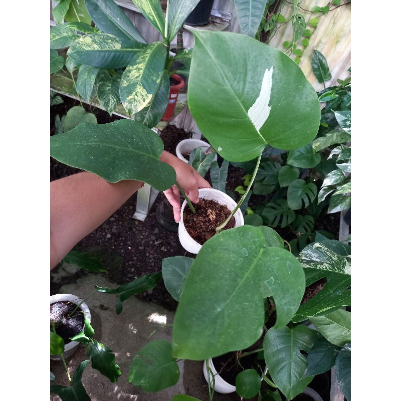 Jual Monstera trah varigata / monthai varigata trah minim sesuai foto ...
