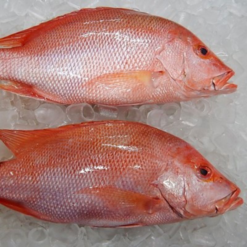 Jual Ikan kakap merah segar 1kg kakap merah | Shopee Indonesia