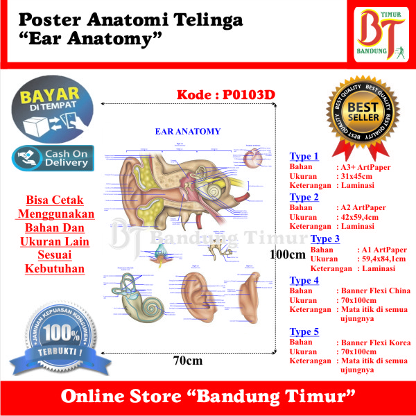 Jual POSTER ANATOMI TELINGA - EAR ANATOMY | Shopee Indonesia