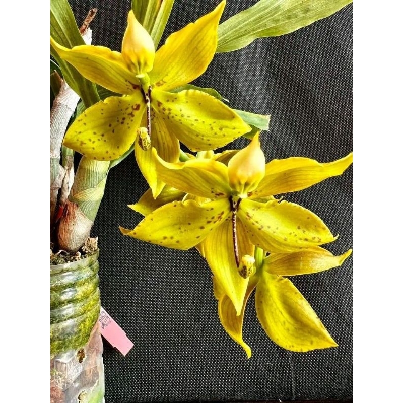 Jual Anggrek Eria Catasetum ( Big Yellow Star ) | Shopee Indonesia