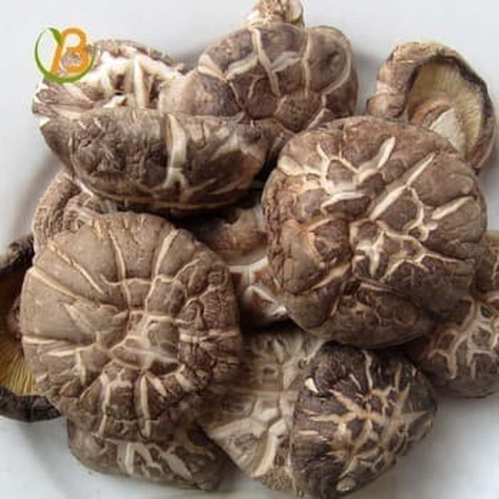Jual jamur shiitake 100gr jamur shitake jamur yoko hioko ukuran 5-6CM ...