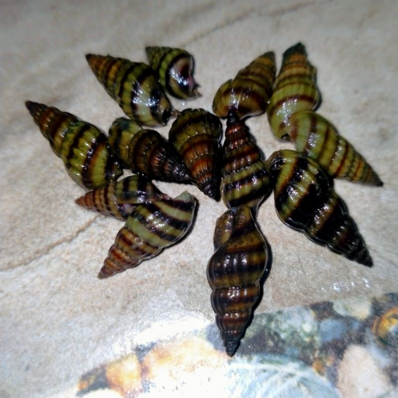 Jual asasin(spesialis pembasmi keong hama)order 10 free 1pcs(Baca ...