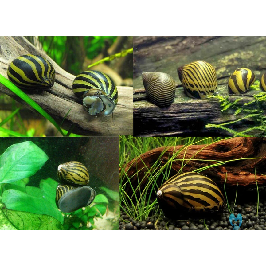 Jual Keong turbo - hiasan akuarium keong turbo aquarium aquascape ...