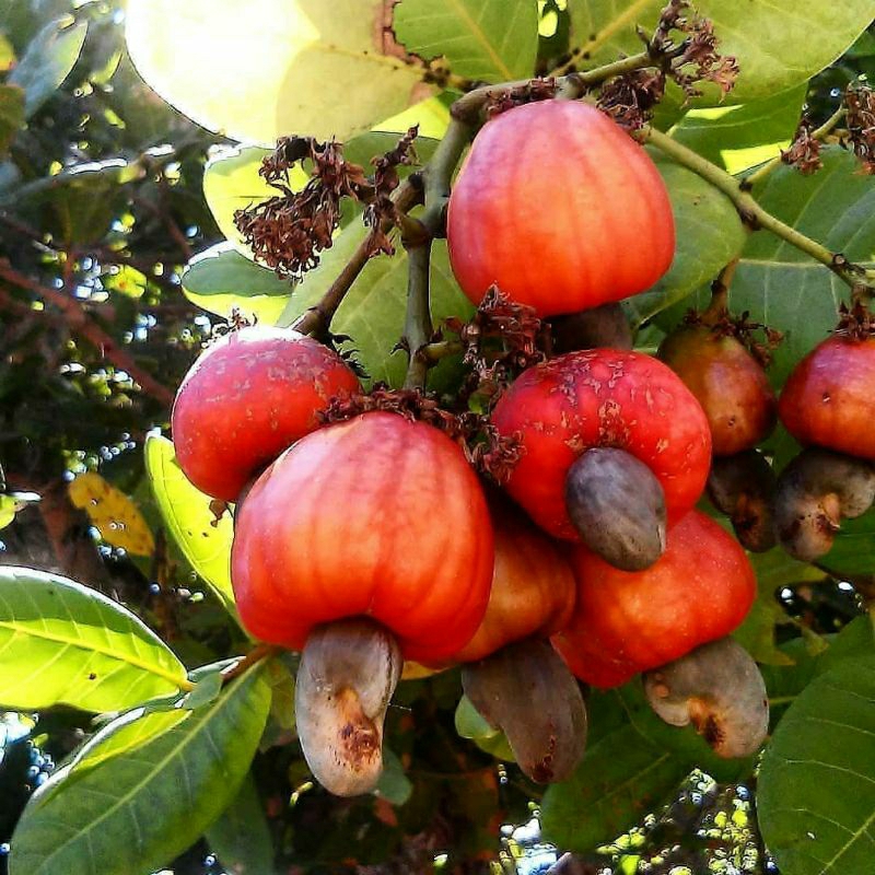 Jual Bibit Jambu Mede Jambu Mente - Bibit Kacang Mede-Bibit Jambu ...