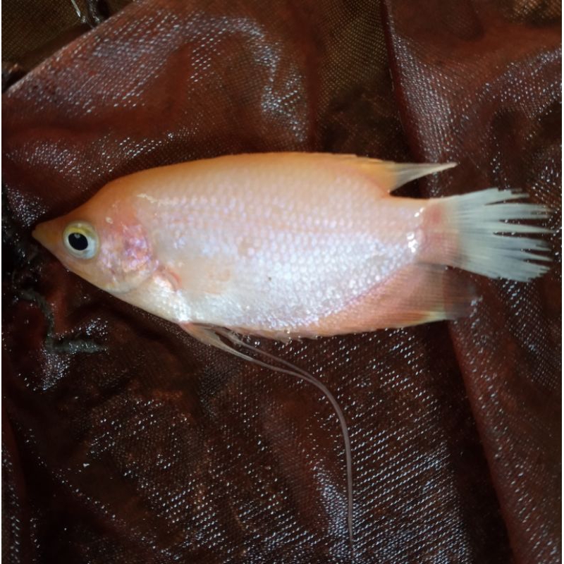 Jual ikan gurame padang | Shopee Indonesia